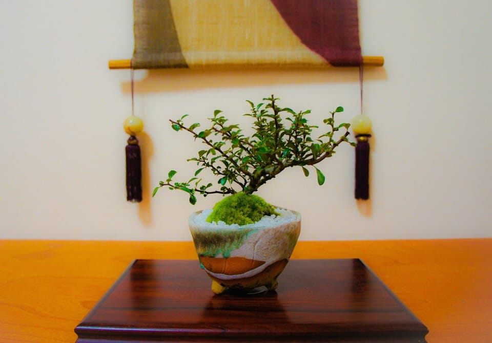 Inilah Daya Tarik Bonsai yang Jarang Diketahui Orang-Orang! | MATCHA ...