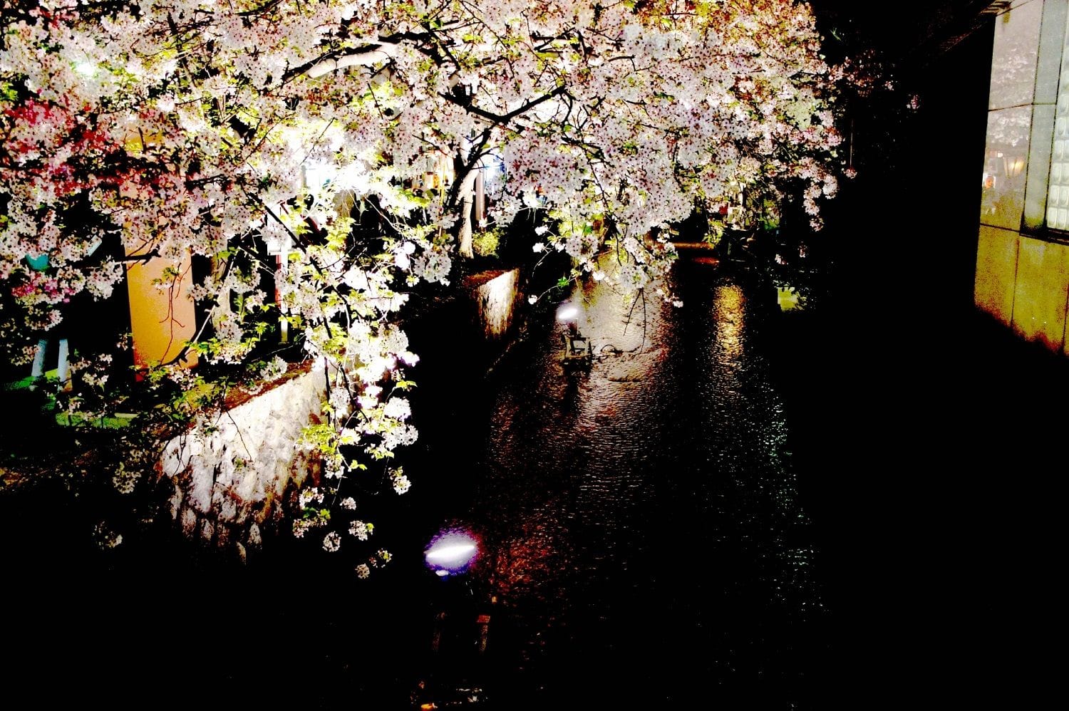 15 Best Cherry Blossom Viewing Spots in Kyoto! | MATCHA - JAPAN TRAVEL ...