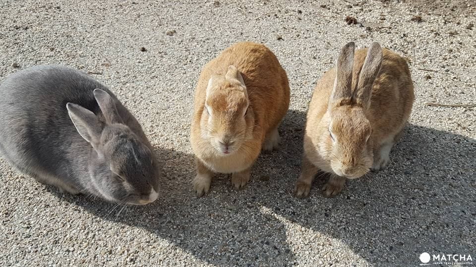 Discover Hiroshima's "Rabbit Island"! The Incredible Okunoshima ...