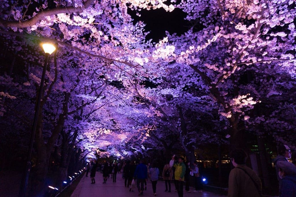 Una de las Top 3 Vistas Nocturnas de Flores de Cerezo: Parque Takada ...