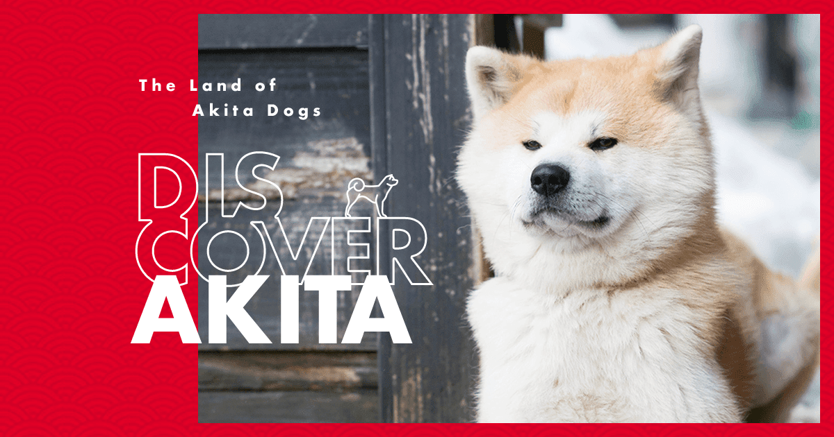 The Land of Akita Dogs - DISCOVER AKITA | MATCHA - JAPAN TRAVEL WEB ...