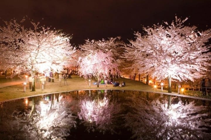 Beautiful Sakura At Night! 4 Cherry Blossom Spots In Niigata | MATCHA ...