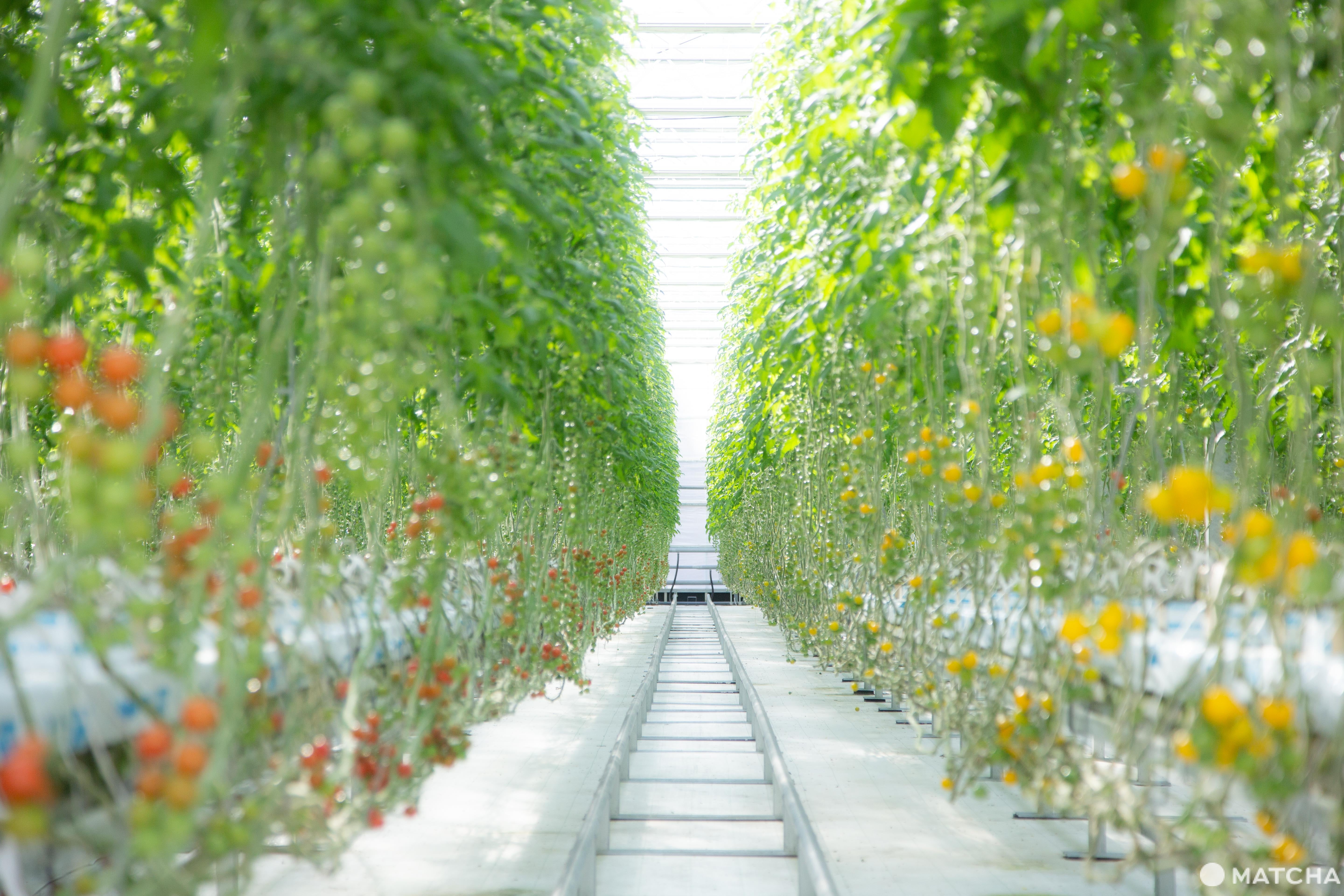 Excellent Fukushima Vegetables Grown With Natural Farming | MATCHA ...