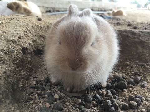 Discover Hiroshima's "Rabbit Island"! The Incredible Okunoshima ...