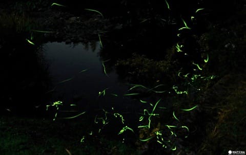 Firefly Viewing In Japan - Places To See Them In Their Natural Habitat ...