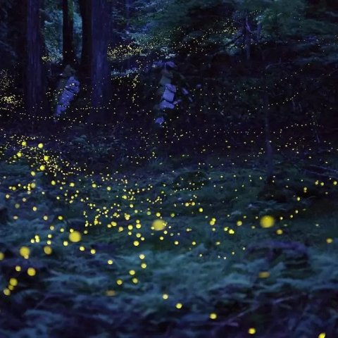 Firefly Insect At Night Okayama VOX POPULI: Arrival Of Fireflies Marks