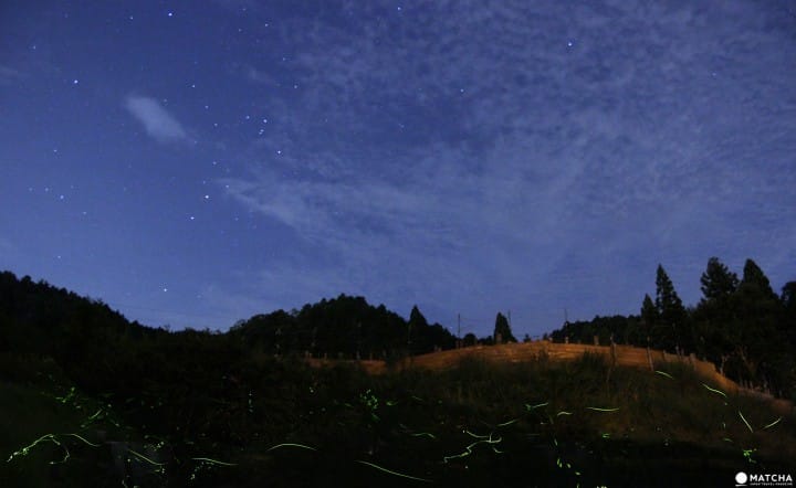 Firefly Viewing In Japan - Places To See Them In Their Natural Habitat ...