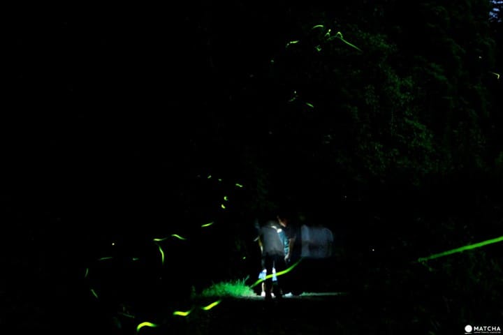 Firefly Viewing In Japan - Places To See Them In Their Natural Habitat ...