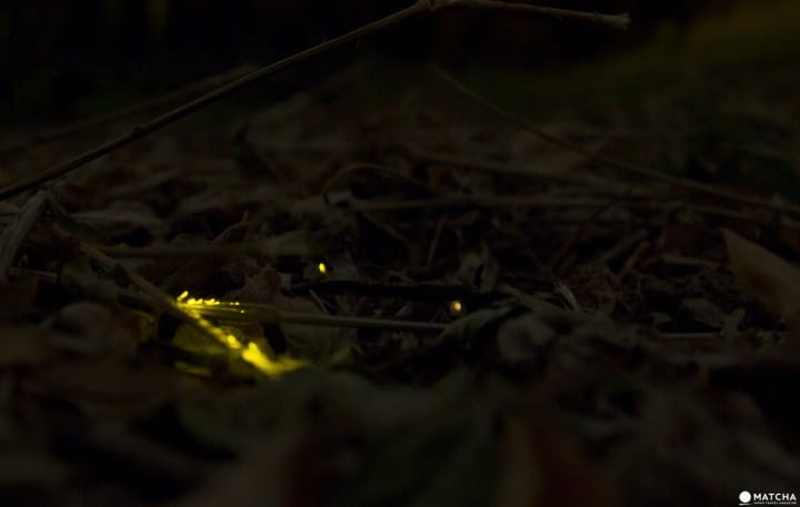 Firefly Viewing In Japan - Places To See Them In Their Natural Habitat ...