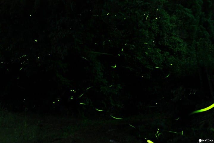 How To Take Beautiful Pictures Of Fireflies | MATCHA - JAPAN TRAVEL WEB ...