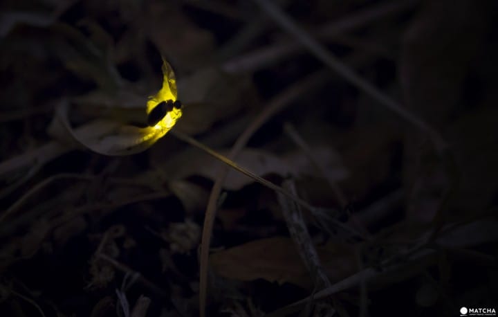 How To Take Beautiful Pictures Of Fireflies | MATCHA - JAPAN TRAVEL WEB ...