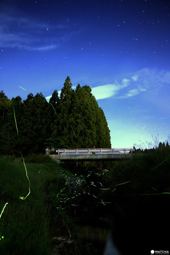 How To Take Beautiful Pictures Of Fireflies | MATCHA - JAPAN TRAVEL WEB ...