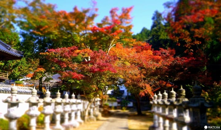 Hiroshima In Autumn - Stunning Fall Colors You Don't Want to Miss ...