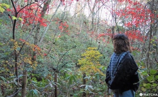 Exploring Yahiko, Niigata’s Most Famous Shrine Town! | MATCHA - JAPAN ...