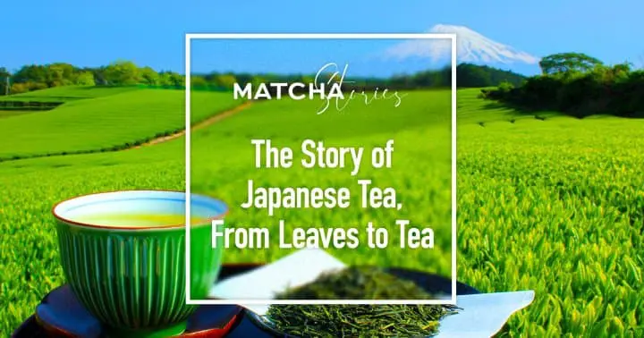 The Story of Japanese Tea, From Leaves to Tea - Japan Travel Guide MATCHA