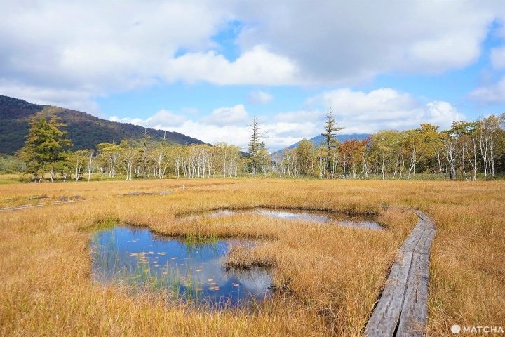 Stunning Colors! A Two-Day Early Fall Itinerary to Oze From Tokyo ...
