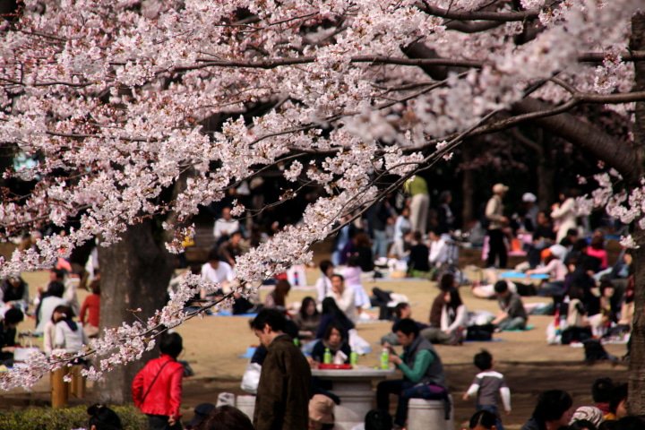 Spring in Japan: Traveling, Clothing, and Weather in March-May | MATCHA ...