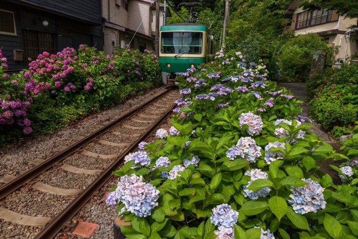 Top 5 Splendid Hydrangea Spots in and Around Tokyo | MATCHA - JAPAN ...
