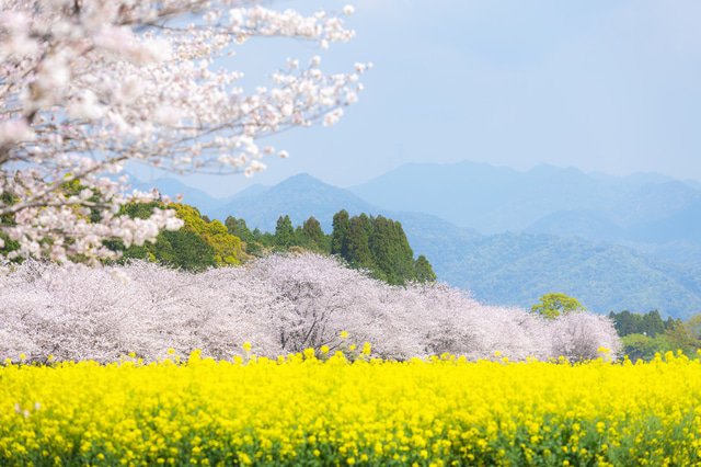 Kyushu Cherry Blossoms: Top 10 Destinations in 2022 | MATCHA - JAPAN ...