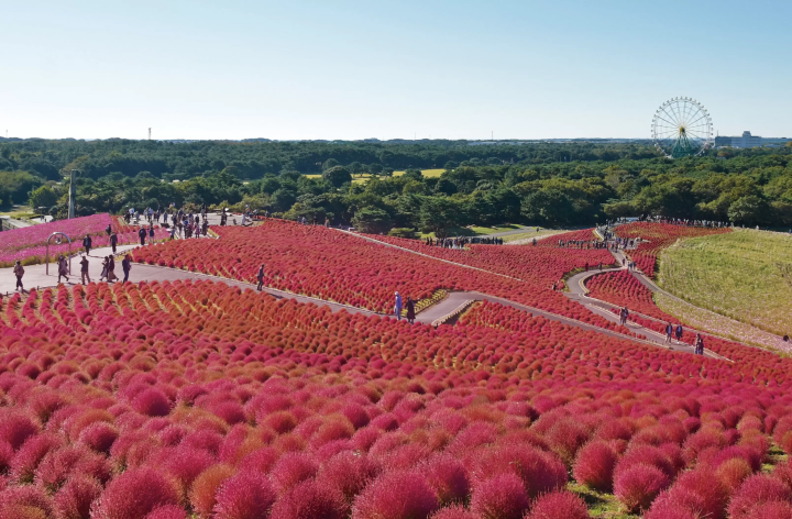 Hitachinaka Seaside Railway - Japan Travel Guide MATCHA