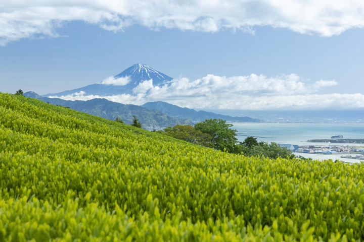 Suruga Planning Tourism Bureau, a public interest incorporated ...